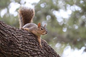 How Do Squirrels Survive in the Winter (6 Ways) - Wildlife Informer