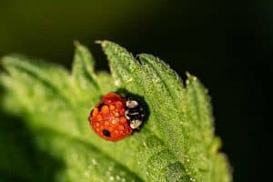 Do Ladybugs Bite? (Answered) - Wildlife Informer
