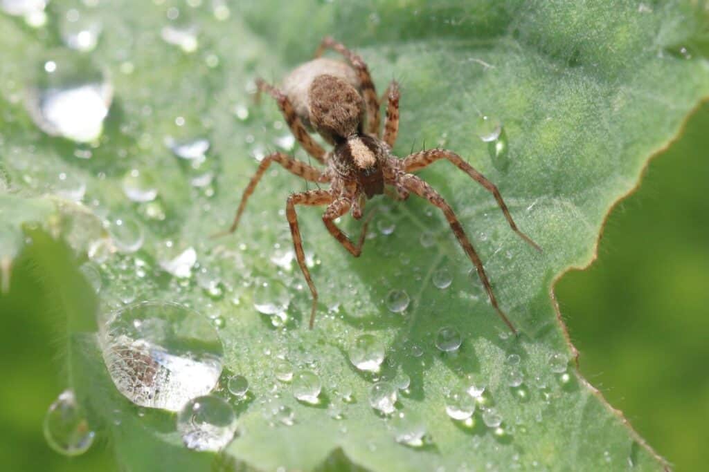 10 Common Spiders in Pennsylvania (Pictures) - Wildlife Informer