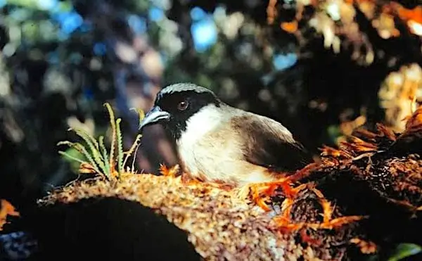 13 Animals That Have Recently Gone Extinct - Wildlife Informer