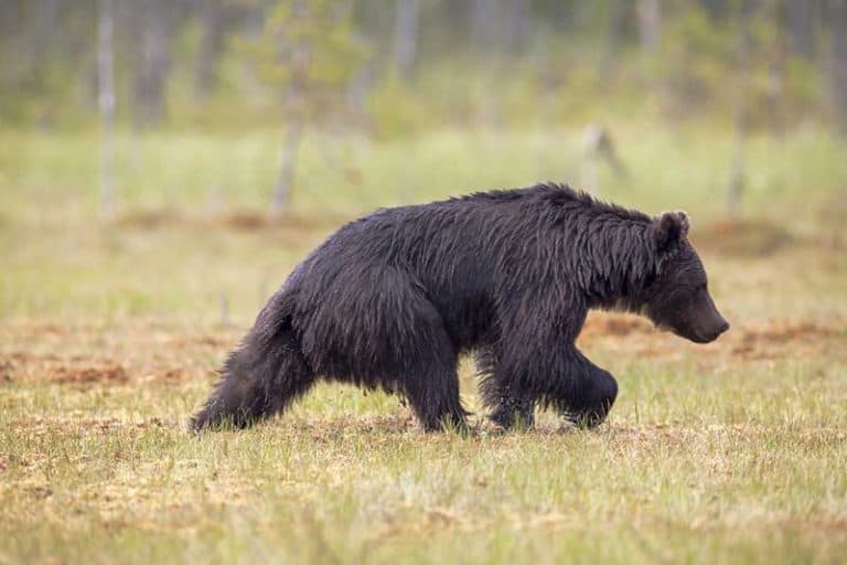 21 Facts About Black Bears (Pictures!) - Wildlife Informer