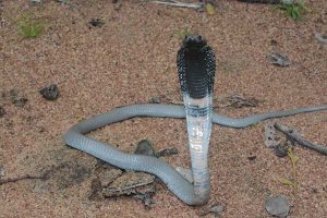 11 Examples of Animals That Spit (With Pictures) - Wildlife Informer