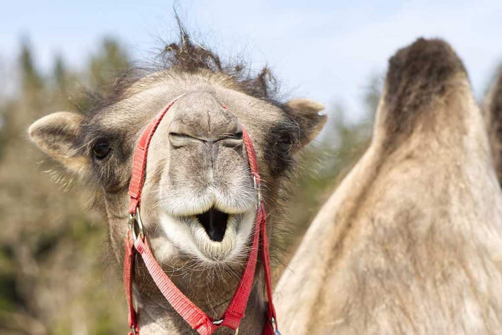 11 Examples of Animals That Spit (With Pictures) - Wildlife Informer