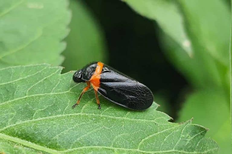 11 Examples of Animals That Spit (With Pictures) - Wildlife Informer