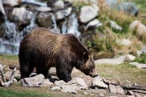 Do Bears Have Tails? (Answered with 5 Examples) - Wildlife Informer