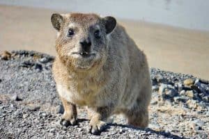 10 Examples of Animals with Tusks (Pictures and Facts) - Wildlife Informer