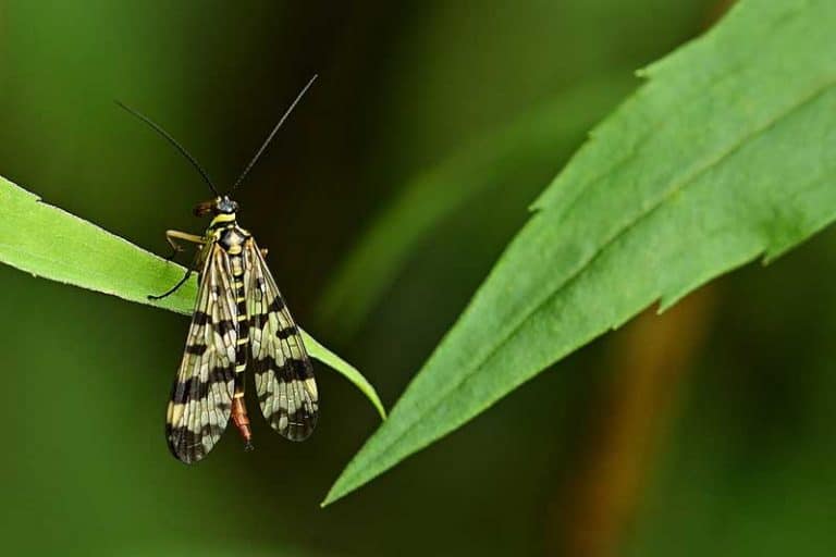 11 Examples of Animals That Spit (With Pictures) - Wildlife Informer