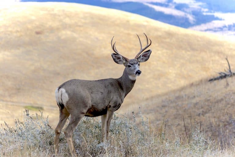 Deer Population by State (Estimates and Info) - Wildlife Informer