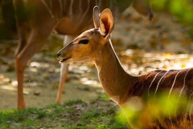 13 Animals That Chew Cud (Examples of Ruminants) - Wildlife Informer