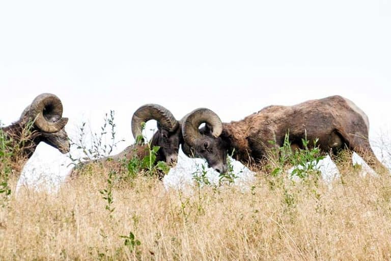 Why Do Rams Headbutt? - Wildlife Informer