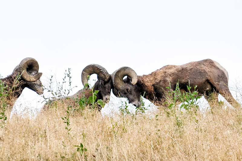 Why Do Rams Headbutt Wildlife Informer