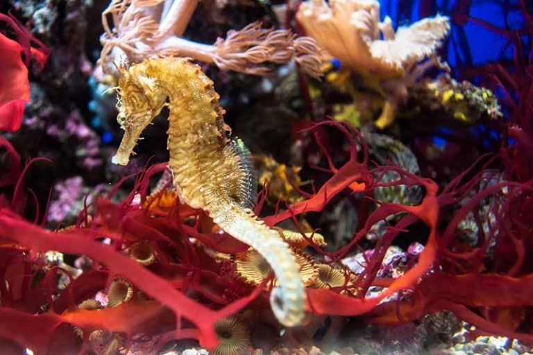 12 Interesting Facts About Seahorses - Wildlife Informer
