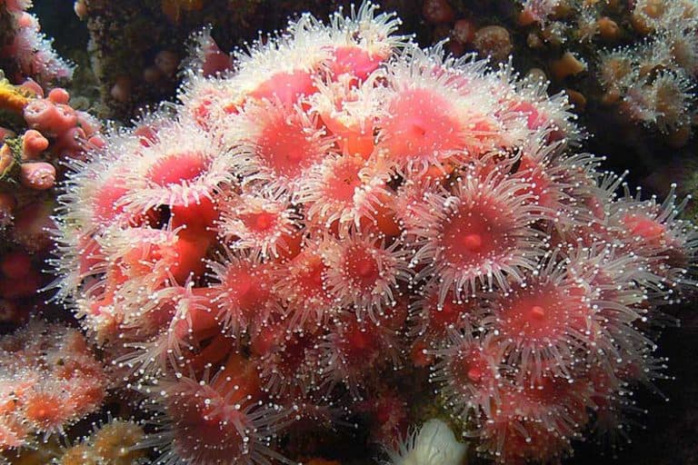 11 Types of Animals Without Brains (with Pictures) - Wildlife Informer