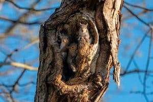 How to Identify Burrowing Animal Holes - Wildlife Informer