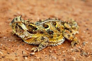 Wild Animals in Texas (Examples & Pictures) - Wildlife Informer