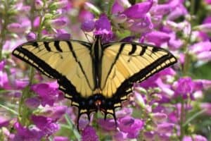 12 Types of Swallowtail Butterflies (Pictures) - Wildlife Informer