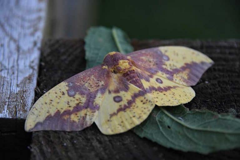 12 Examples of Animals That Have Scales (Pictures) - Wildlife Informer