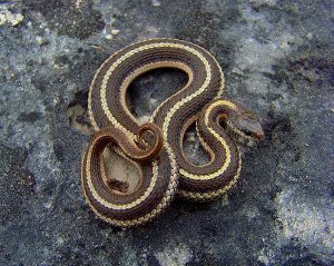 18 Species of Snakes With Stripes (Pictures) - Wildlife Informer