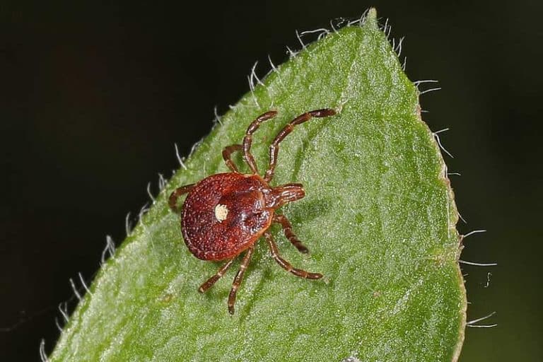6 Types of Ticks in Texas (Pictures) - Wildlife Informer