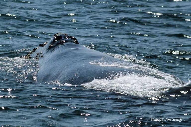 15 Examples of Animals With No Legs (Pictures) - Wildlife Informer