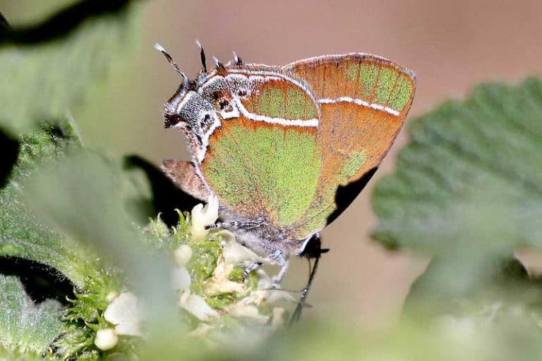 14 Different Animals That Start With the Letter X - Wildlife Informer