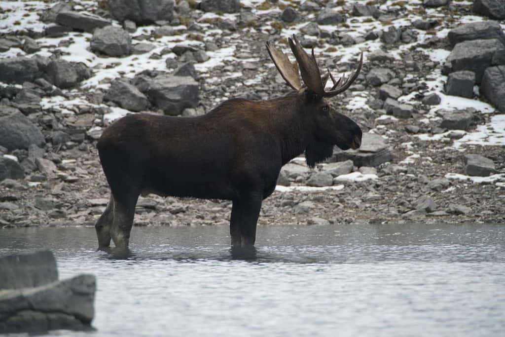 29 North American Big Game Animals (Pictures) - Wildlife Informer