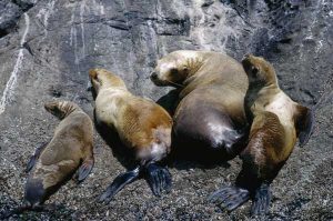 15 Examples of Animals With No Legs (Pictures) - Wildlife Informer