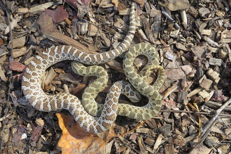9 Examples of Snakes That Burrow (With Pictures) - Wildlife Informer