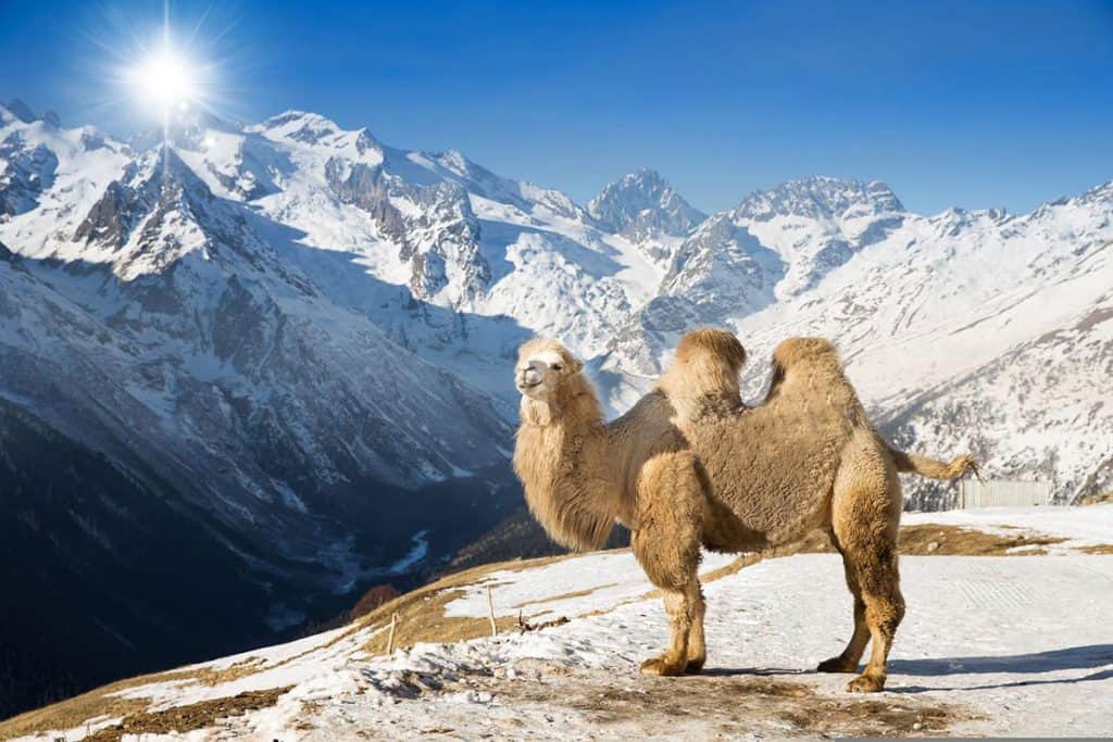15 Examples of Long Endurance Animals (With Pictures) - Wildlife Informer