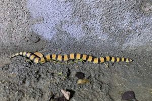 9 Examples of Snakes That Burrow (With Pictures) - Wildlife Informer