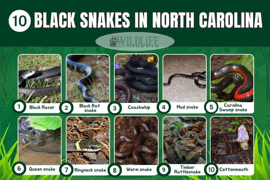 10 Types of Black Snakes in North Carolina - Wildlife Informer