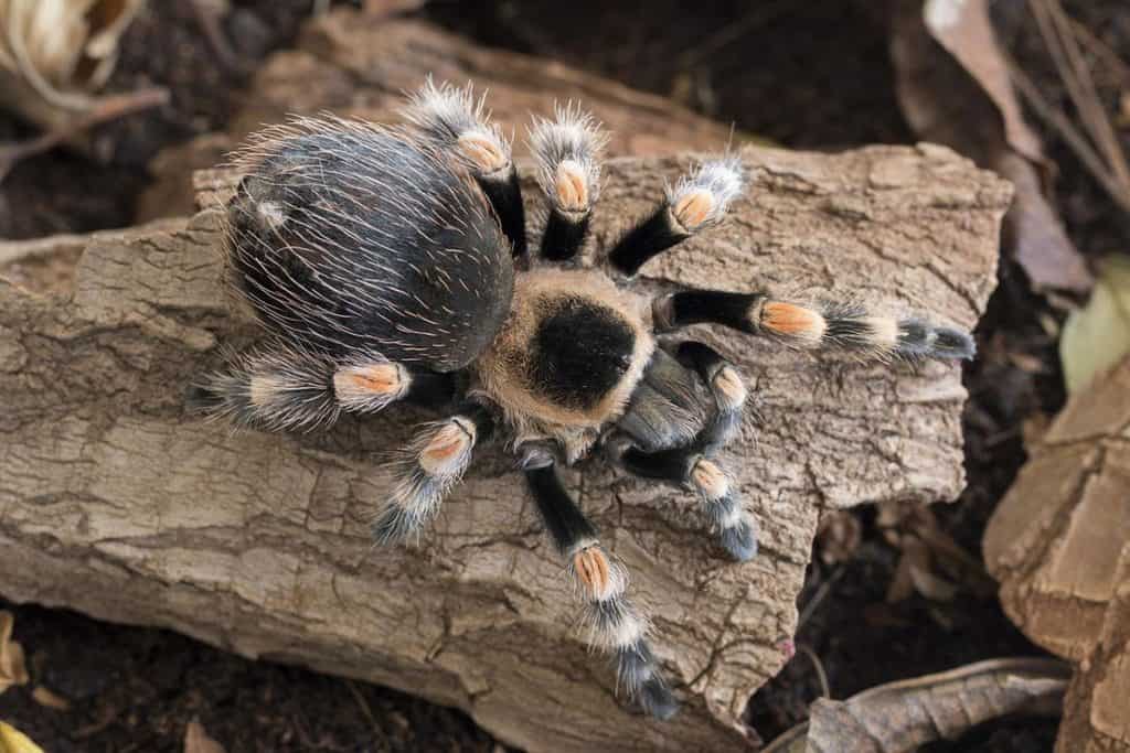Do Tarantulas Sleep? (Explained) - Wildlife Informer
