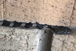 Can Snakes Climb Walls? - Wildlife Informer