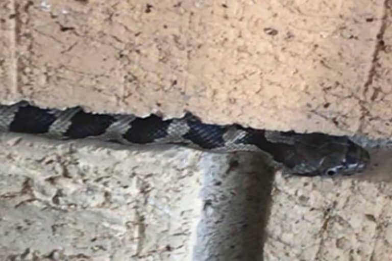 Can Snakes Climb Walls? - Wildlife Informer