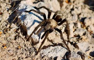 Do Tarantulas Sleep? (Explained) - Wildlife Informer