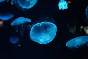 12 Animals With Radial Symmetry - Wildlife Informer