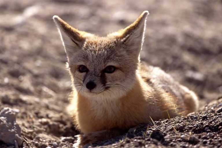 10 Species of Wild Canines in North America - Wildlife Informer