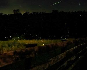 When Do Lightning Bugs Come Out? (Interesting Facts) - Wildlife Informer