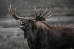 7 Examples of Moose Characteristics - Wildlife Informer