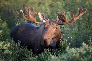 7 Examples of Moose Characteristics - Wildlife Informer