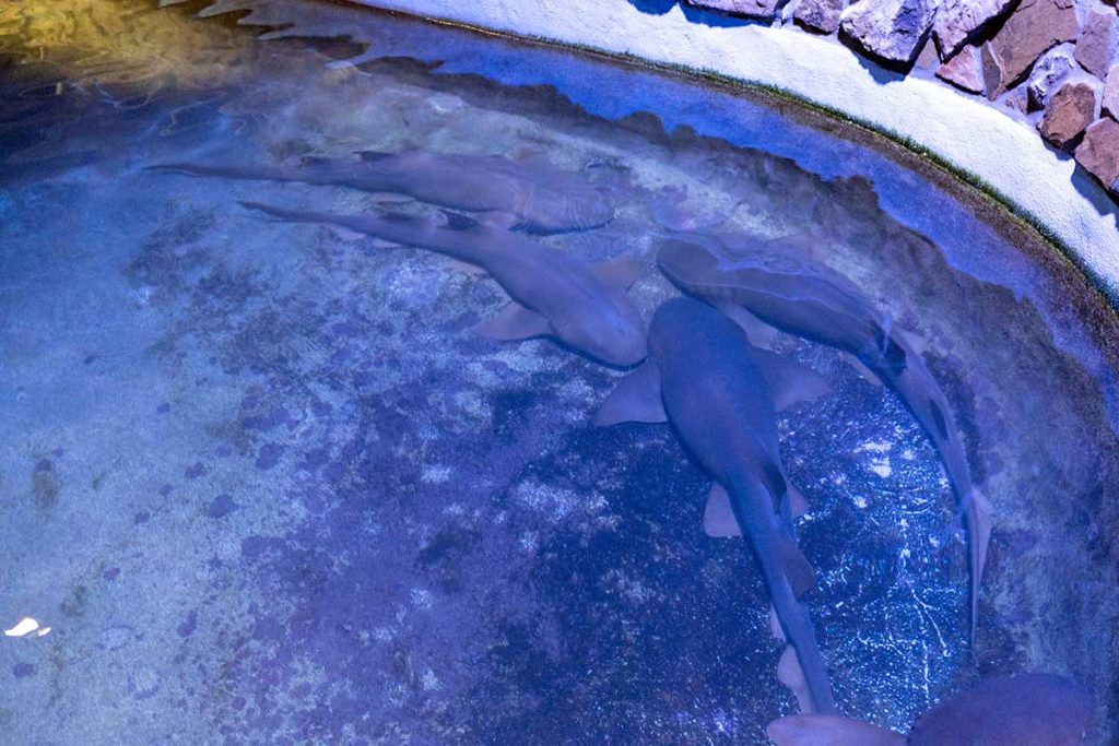 Is It Ok to Pet a Shark? - Wildlife Informer