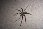 17 Interesting Facts About Huntsman Spiders (Pictures) - Wildlife Informer