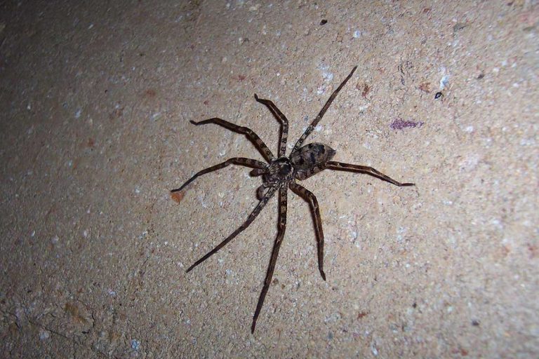 17 Interesting Facts About Huntsman Spiders (Pictures) - Wildlife Informer
