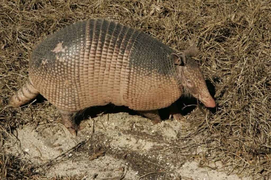 11 Interesting Facts About Armadillos in Florida - Wildlife Informer