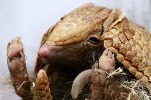 Armadillo vs Pangolin (How They're Different) - Wildlife Informer
