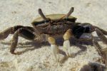 7 Characteristics of Crabs (Pictures & Facts) - Wildlife Informer