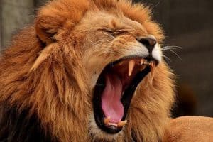 How Strong Are Lions? (Answered) - Wildlife Informer