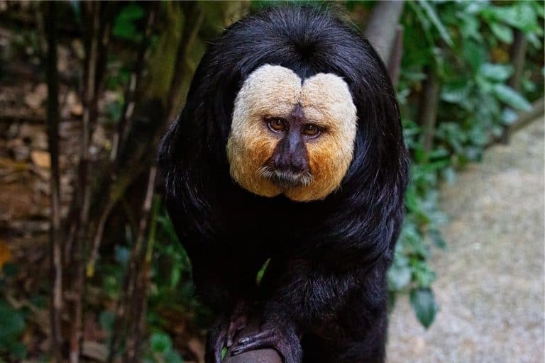 30 Unique Types of Monkeys (Facts & Pictures) - Wildlife Informer