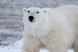 12 Types of Bears Species (Pictures) - Wildlife Informer