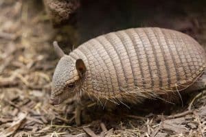 Armadillo Vs Pangolin (How They're Different) - Wildlife Informer